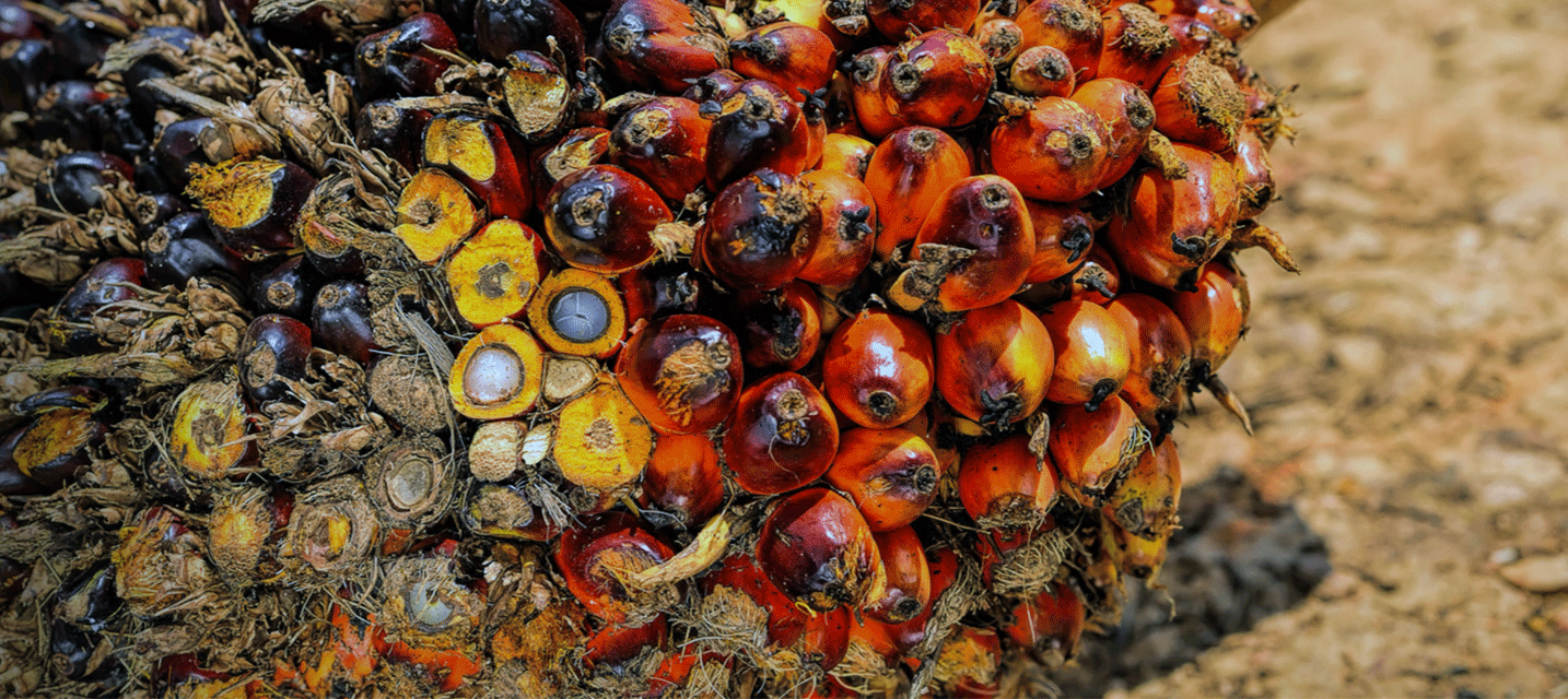 La Palma Africana: De Cultivo Exótico a Industria Global – peacewatch.blog